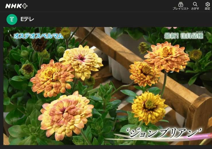 NHKプラスとは？無料で楽しむNHK配信サービスの便利な機能や料金を解説！ - Pickt